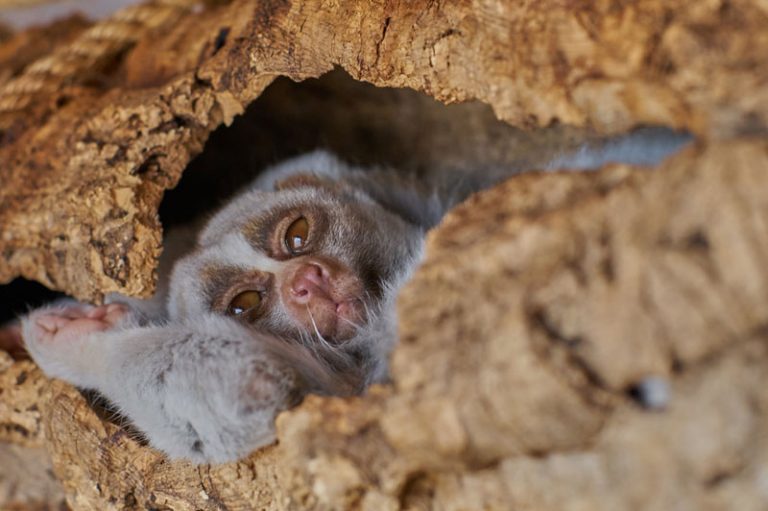 Slow Loris – The Slow Loris Project